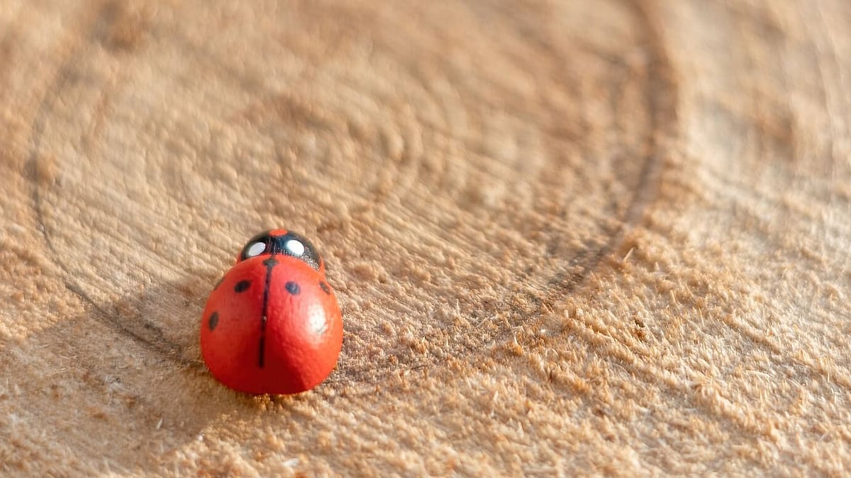 National Gift of the Ladybug Day (January 28th) | Days Of The Year