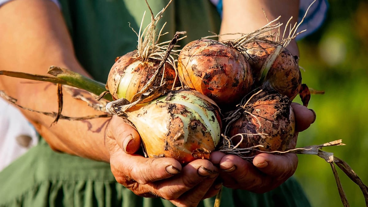 National Onion Day (June 27th) | Days Of The Year