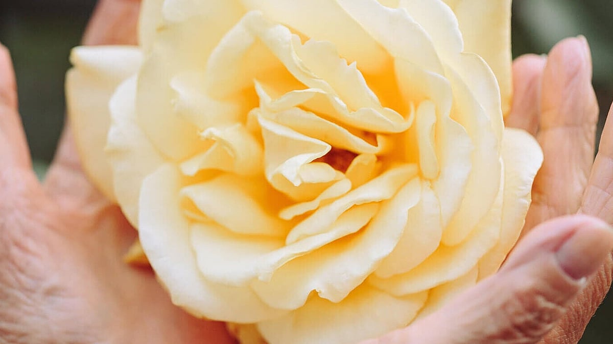 National Peace Rose Day (April 29th) | Days Of The Year