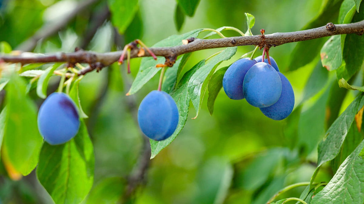 National Prune Day (June 15th) | Days Of The Year