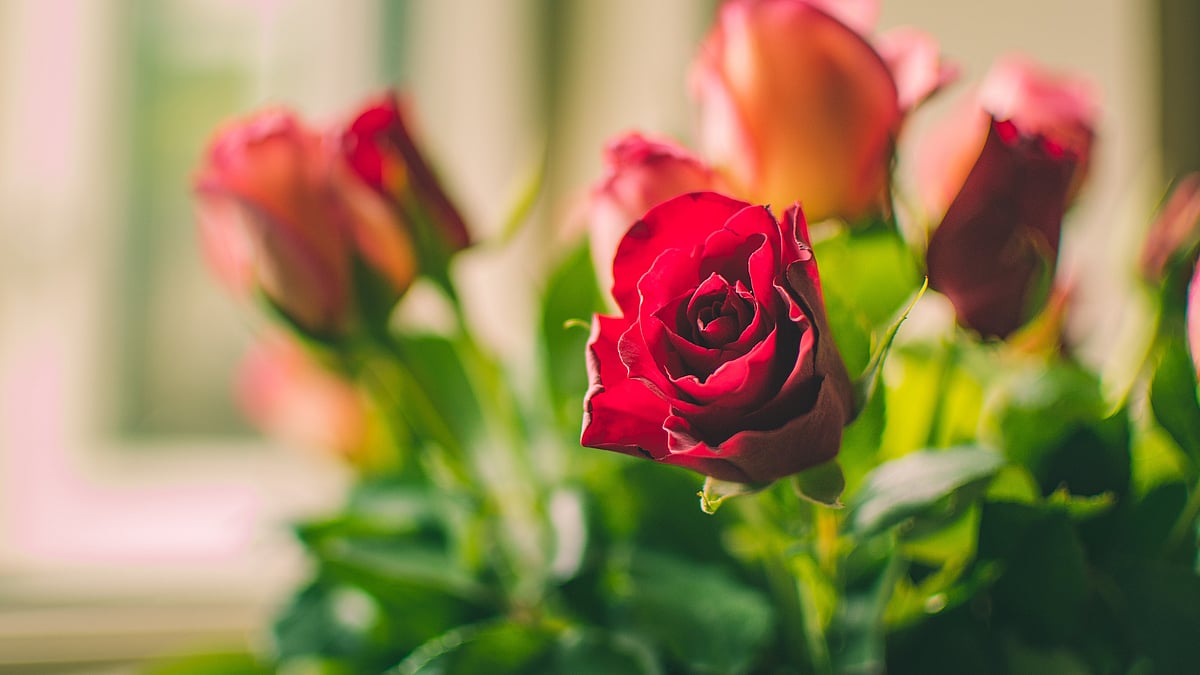National Rose Month (June 2026) | Days Of The Year