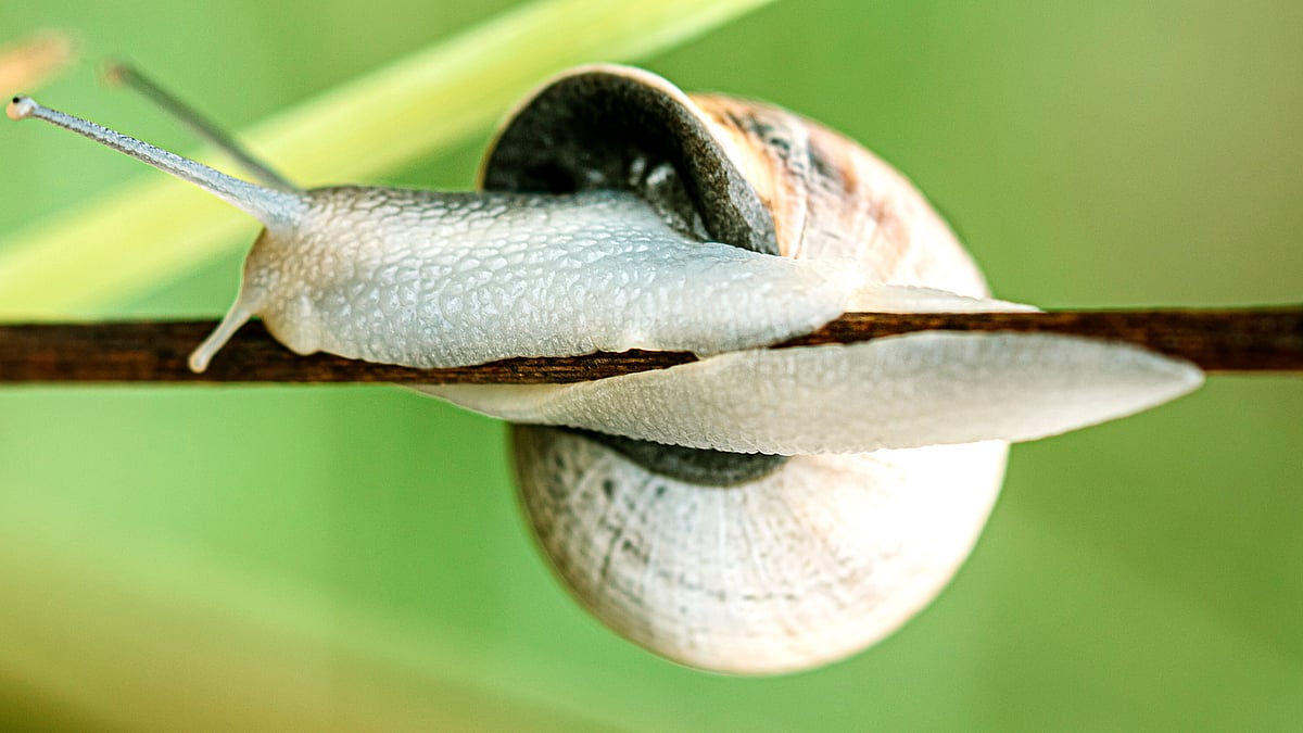 National Snail Day (May 29th) | Days Of The Year