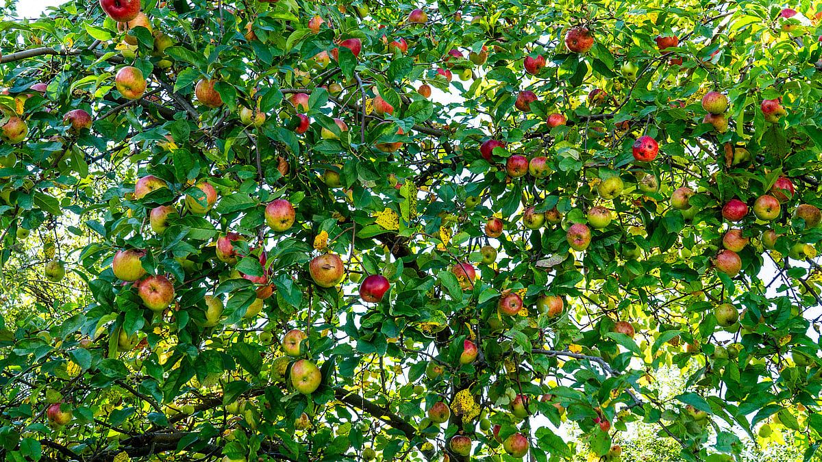 National Sugarbee® Apple Day (May 20th) | Days Of The Year