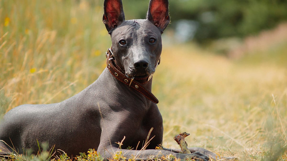 Peruvian Hairless Dog Day (June 12th) | Days Of The Year