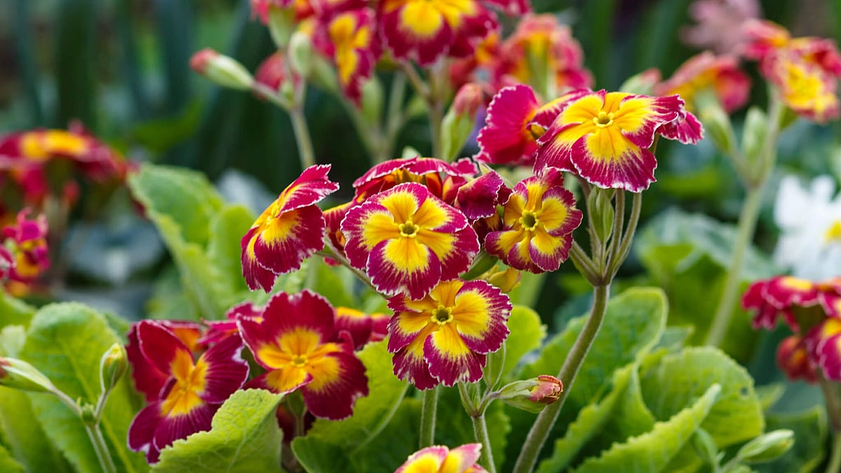 National Primrose Day (April 19th) | Days Of The Year