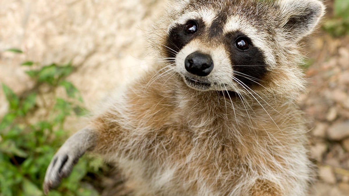 International Raccoon Appreciation Day (October 1st) | Days Of The Year