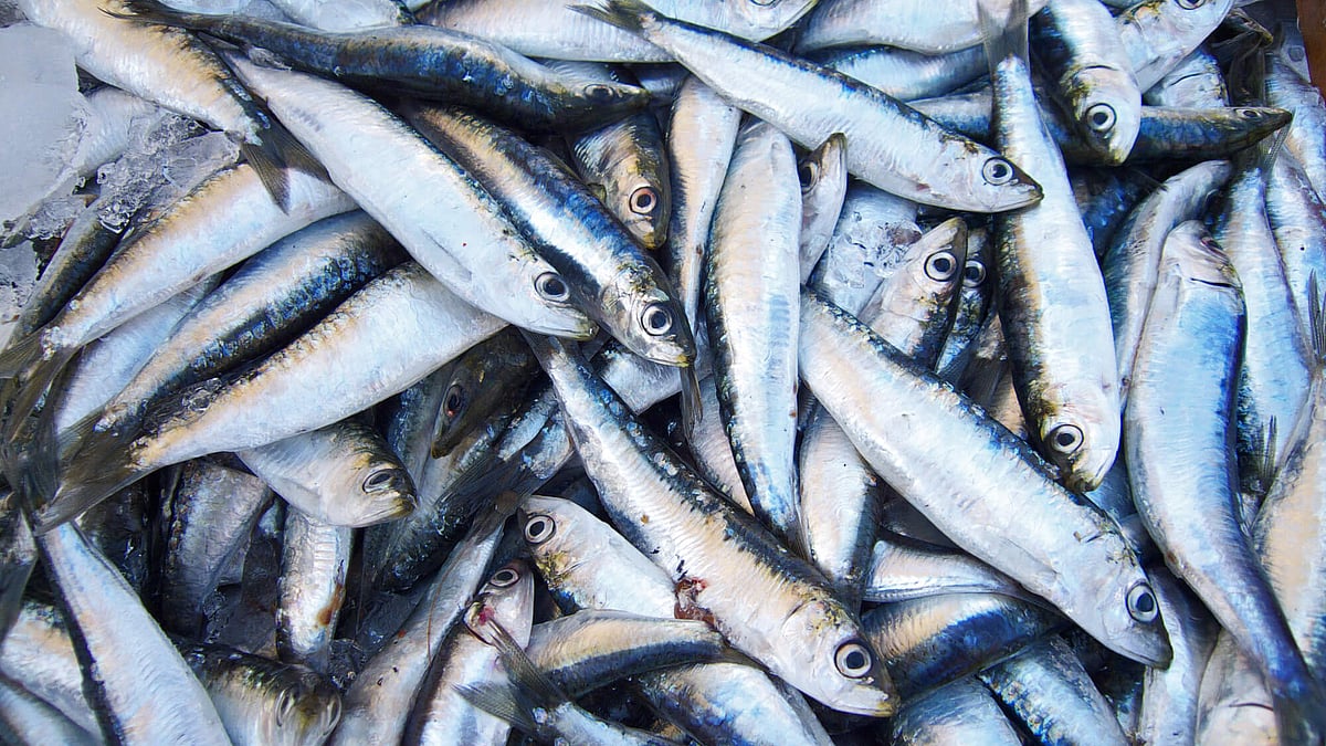 National Sardines Day (November 24th) | Days Of The Year