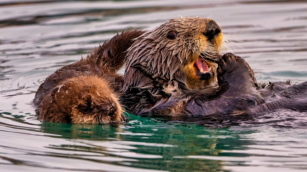 Sea Otter Awareness Week (Sep 20th to Sep 26th) | Days Of The Year