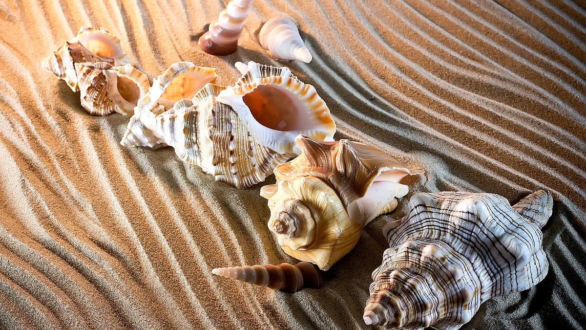 National Seashell Day (June 21st, 2026) | Days Of The Year