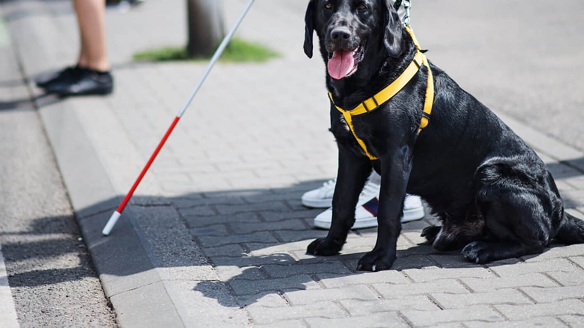 Seeing-Eye Guide Dog Anniversary (January 29th) | Days Of The Year
