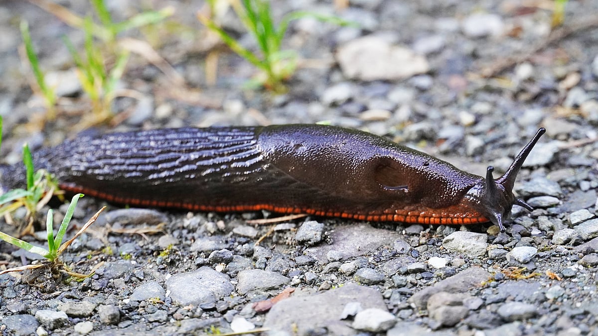 Slugs Return From Capistrano Day (May 28th) | Days Of The Year