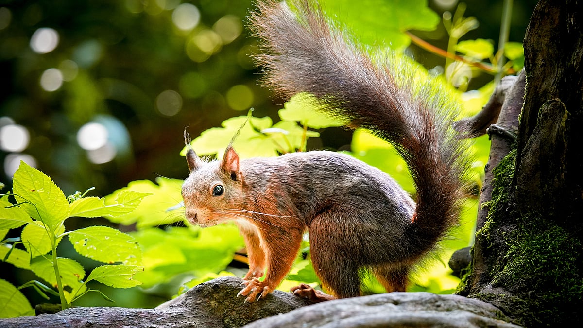 Squirrel Awareness Month (October 2026) | Days Of The Year