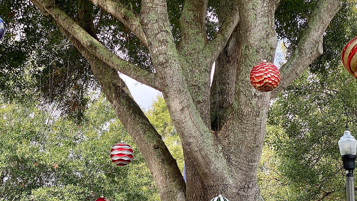 Tree Dressing Day (Dec 5th to Dec 6th) | Days Of The Year