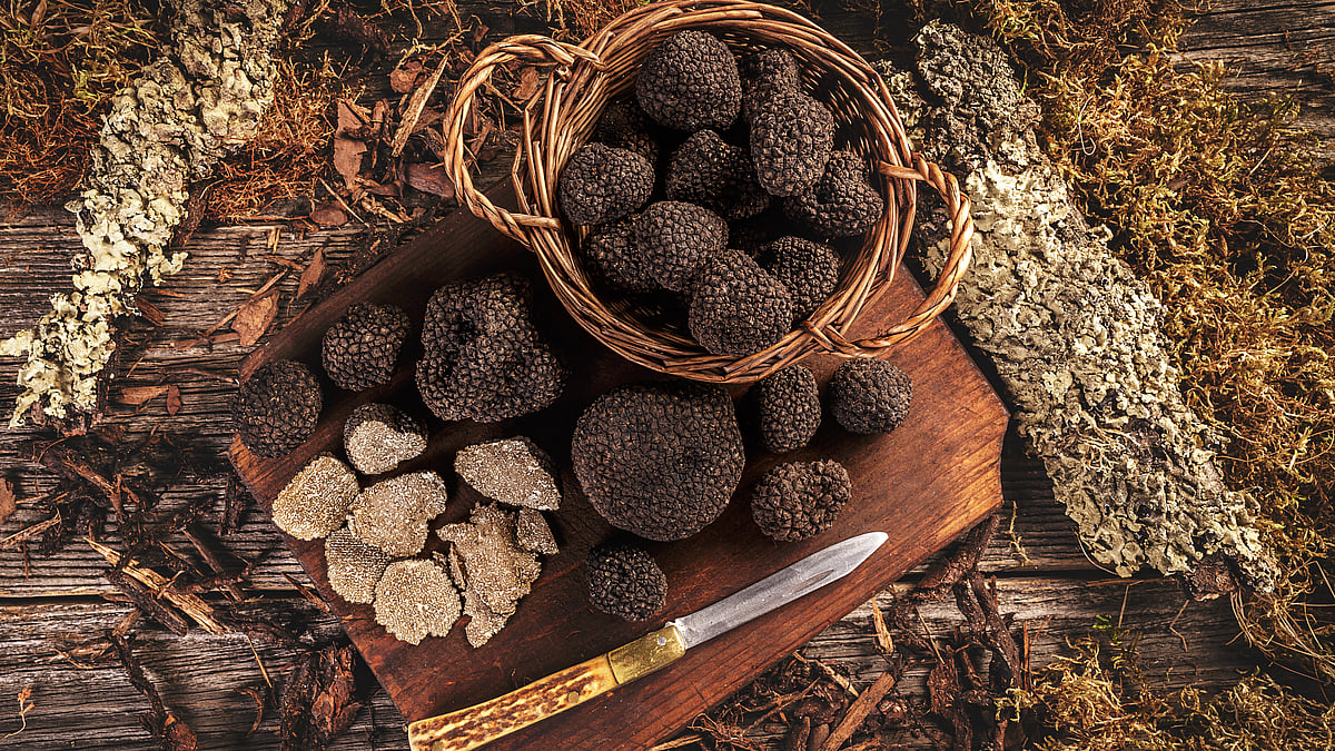 Truffle Days in Croatia (Oct 4th to Nov 2nd) | Days Of The Year