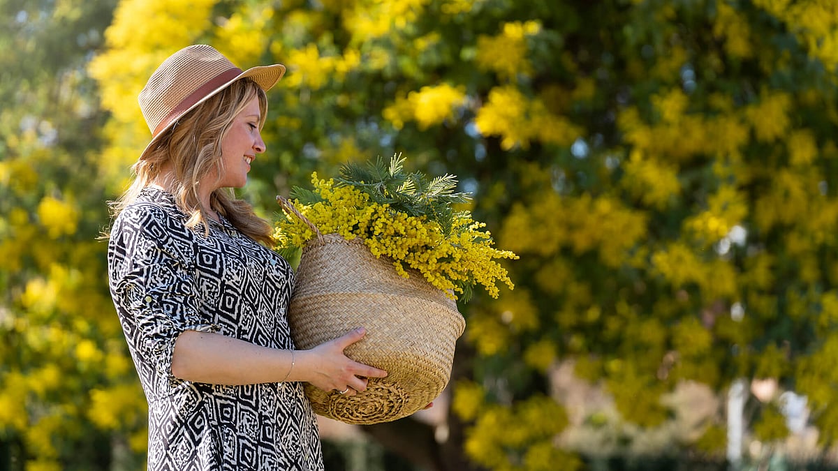 Wattle Day (September 1st) | Days Of The Year