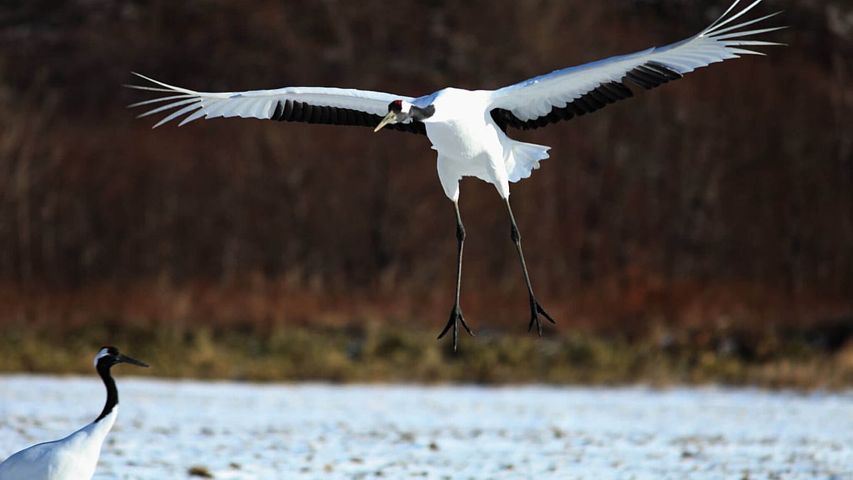 Whooping Crane Day (May 28th) | Days Of The Year