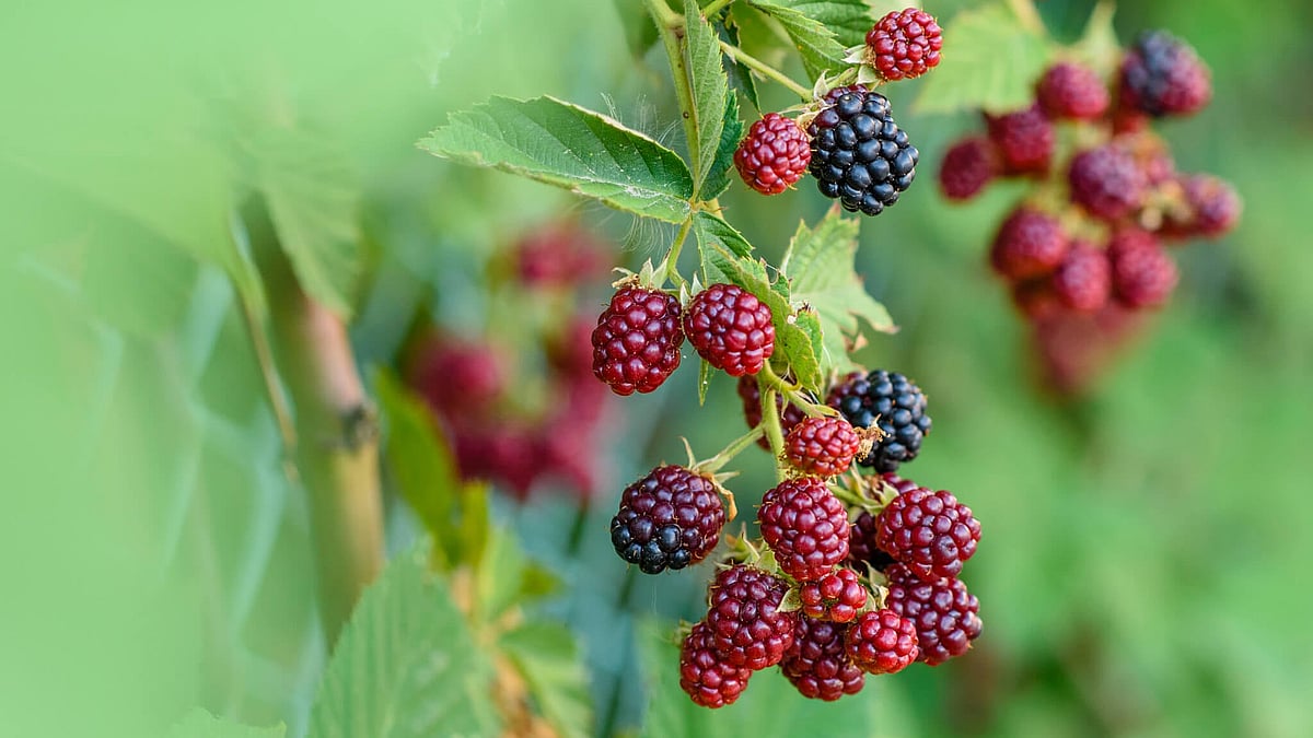 Wild Foods Day (October 28th) | Days Of The Year