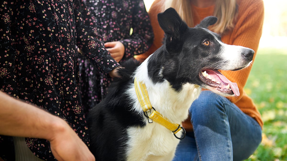 World Collie Day (July 21st) | Days Of The Year