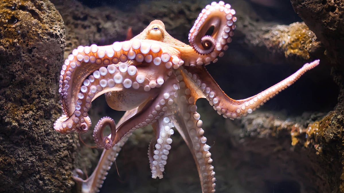 World Octopus Day (October 8th) | Days Of The Year