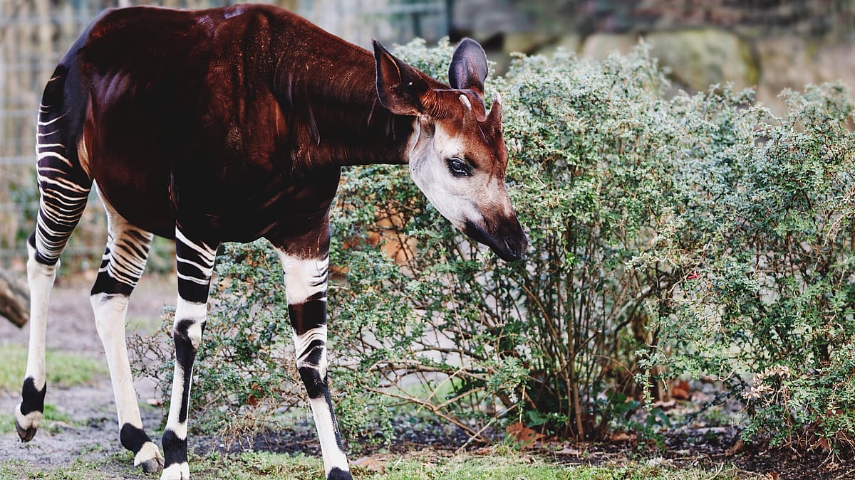 World Okapi Day (October 18th) | Days Of The Year