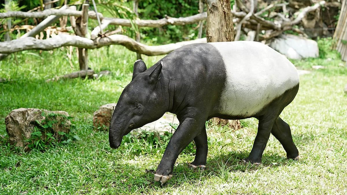 World Tapir Day (April 27th) | Days Of The Year