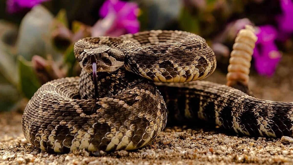 World's Largest Rattlesnake Roundup (Mar 13th to Mar 15th) | Days Of ...