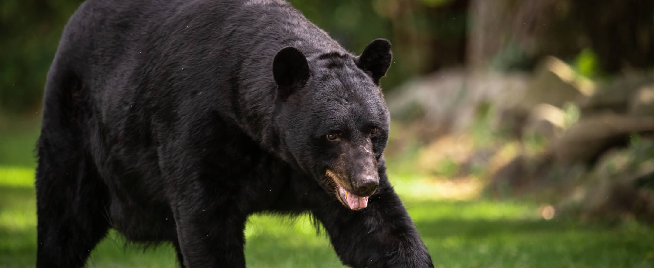 National Black Bear Day (June 7th, 2025) | Days Of The Year