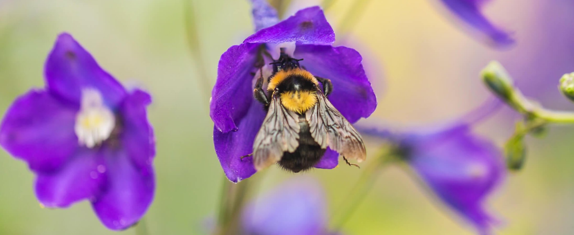 National Pollinator Month (June 2026) | Days Of The Year