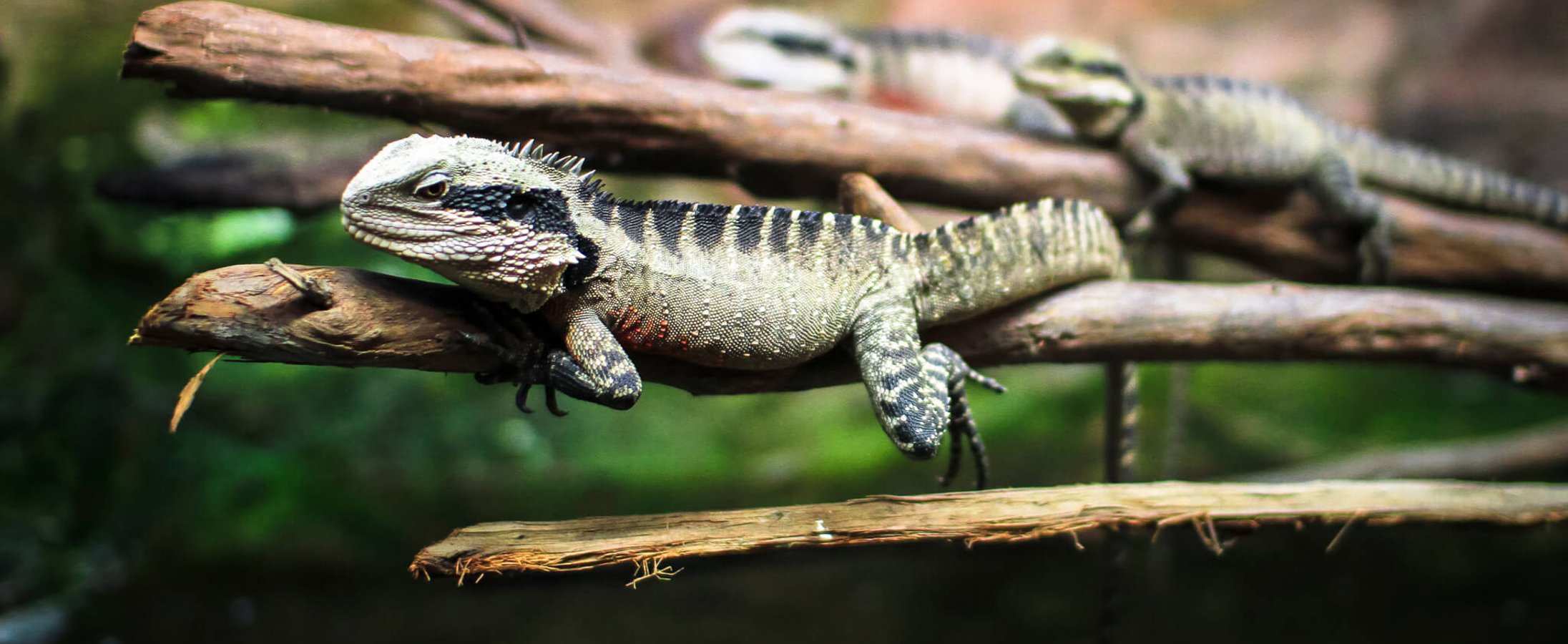 World Lizard Day (August 14th) | Days Of The Year