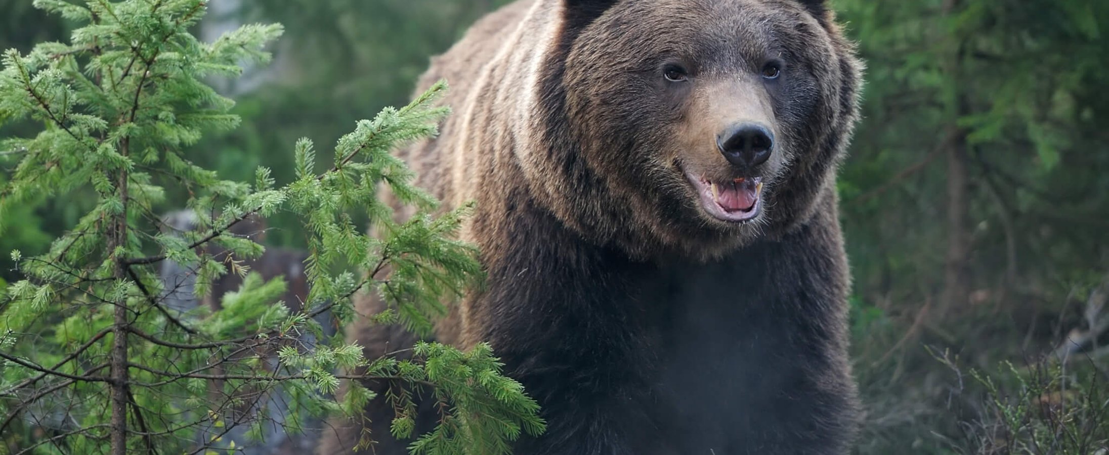 World Bear Day (March 23rd) | Days Of The Year