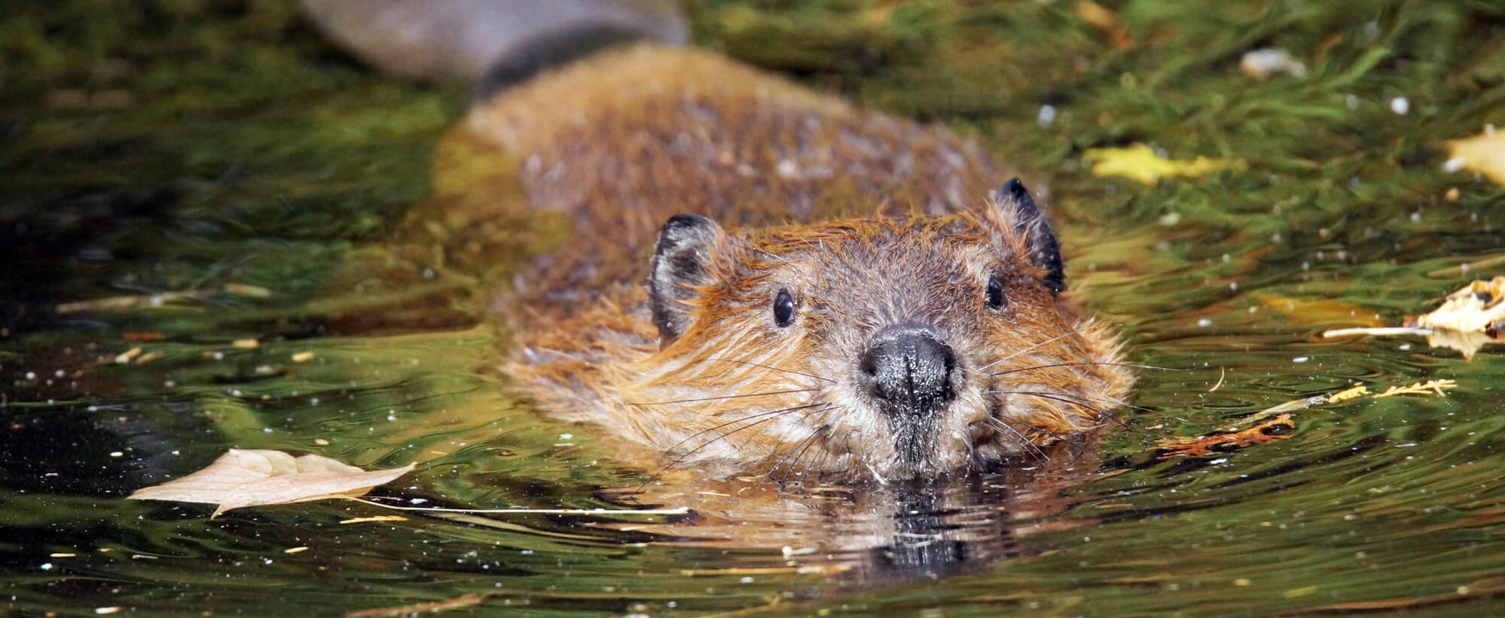 International Beaver Day (April 7th) | Days Of The Year
