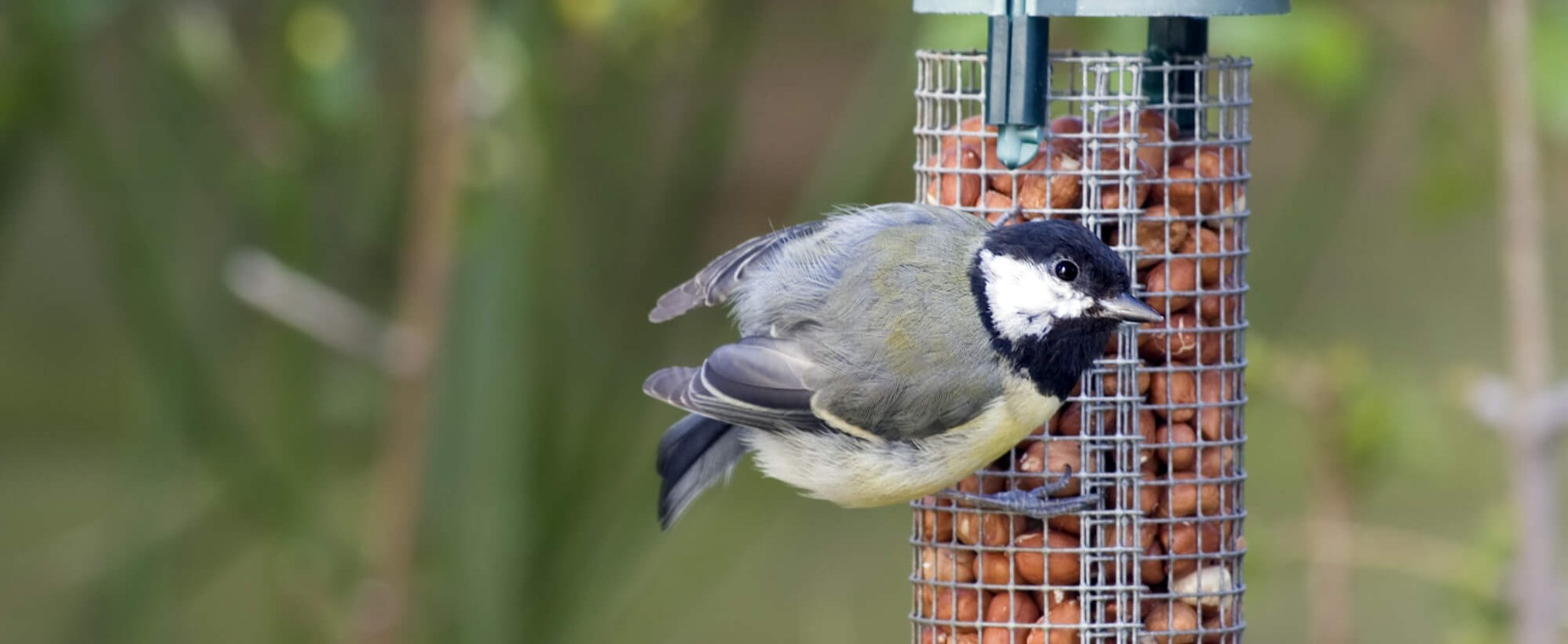 National Bird Feeding Month (February 2026) | Days Of The Year
