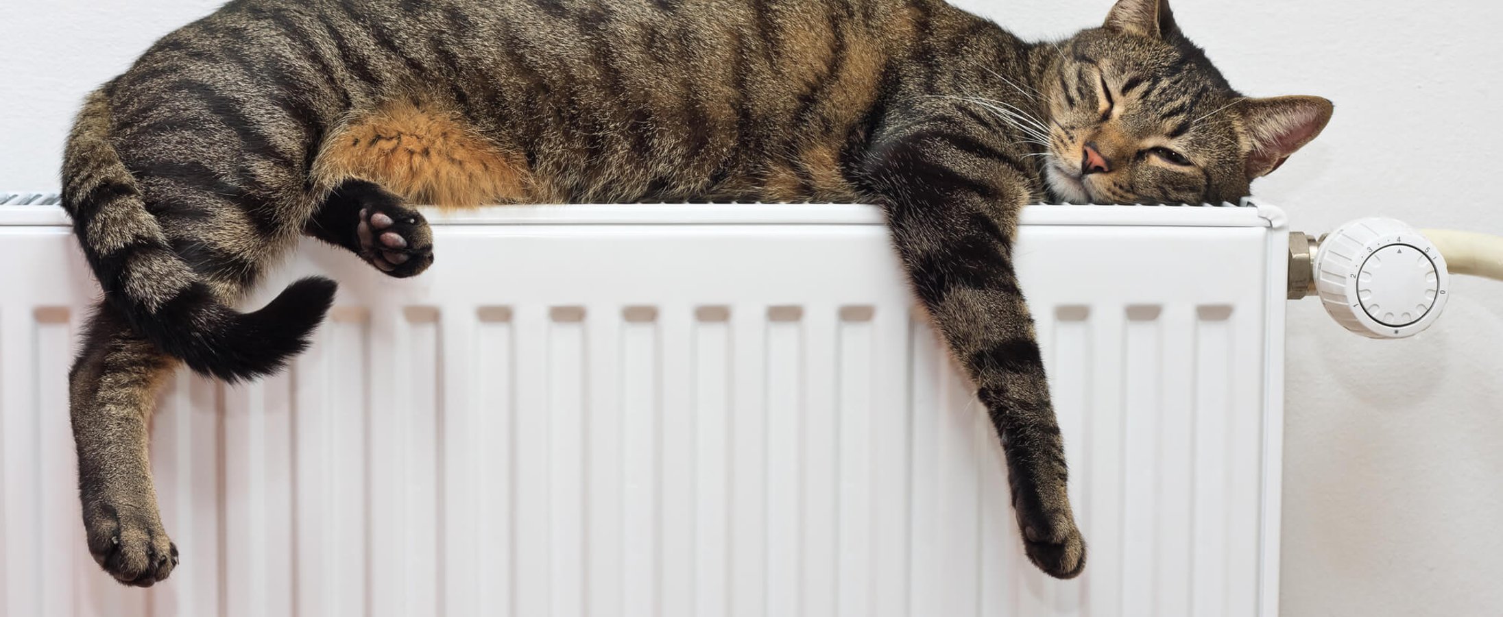 National Cat Day (October 29th) | Days Of The Year