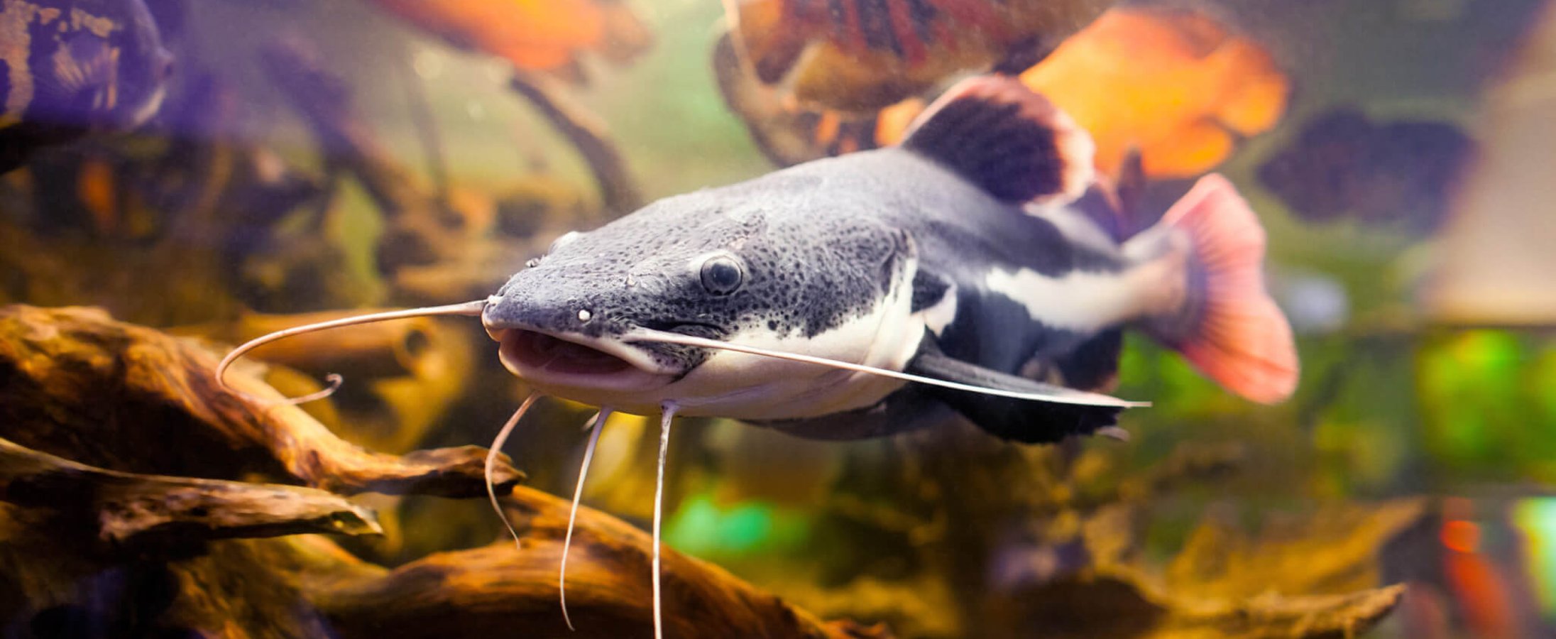 National Catfish Day (June 25th) | Days Of The Year