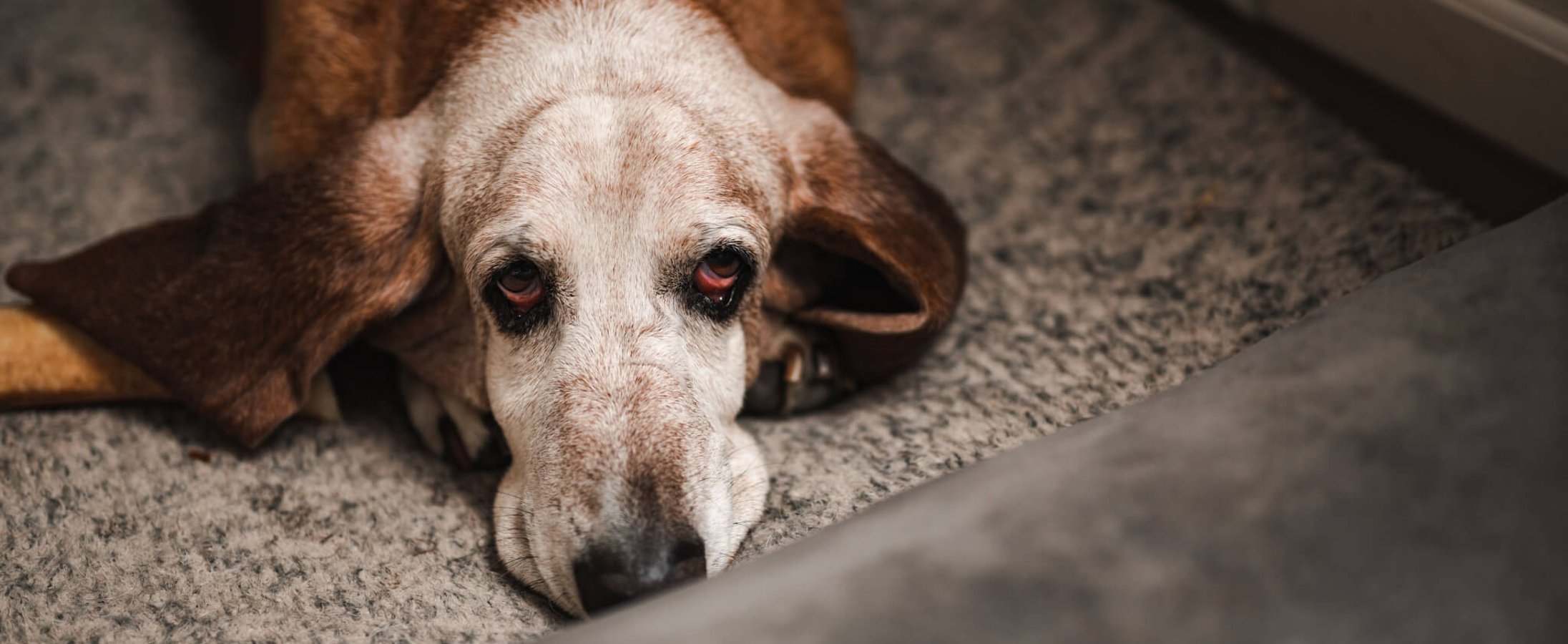Dog Anxiety Awareness Week (May 4th to May 10th) | Days Of The Year