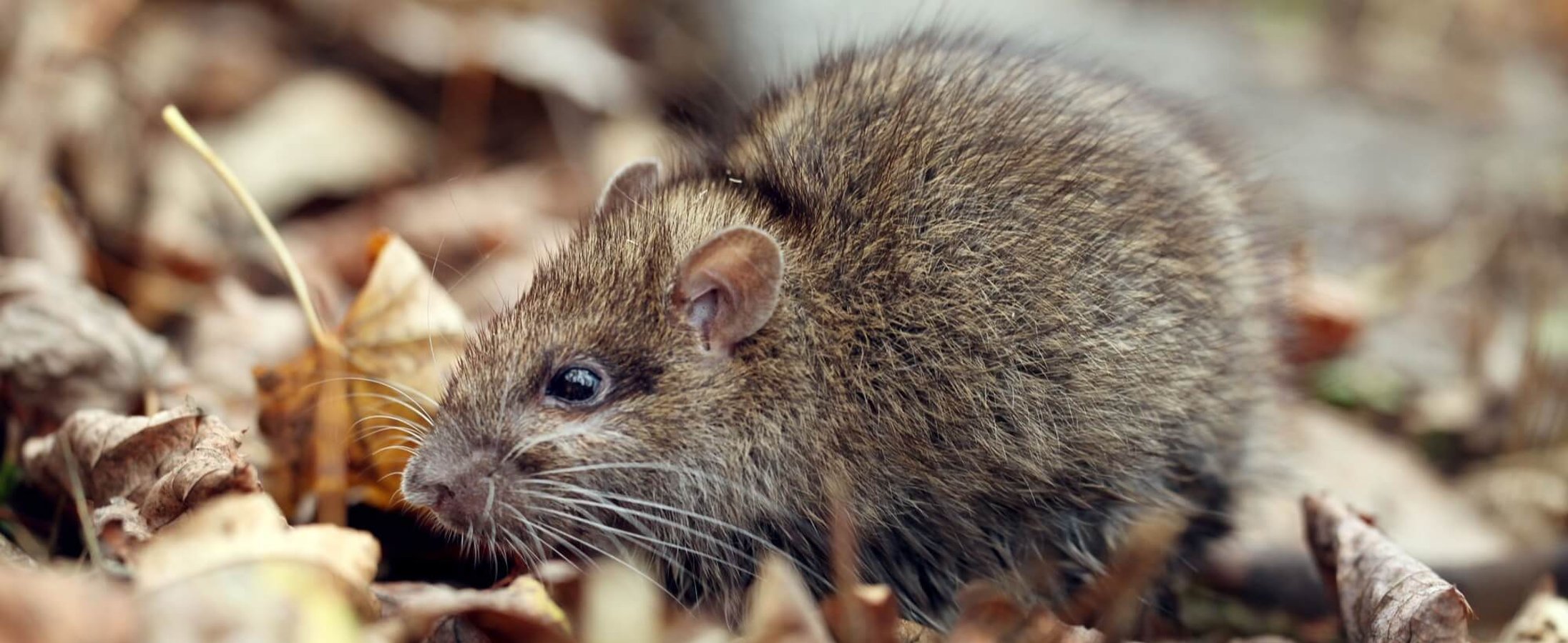 Fancy Rat & Mouse Day (November 12th) | Days Of The Year