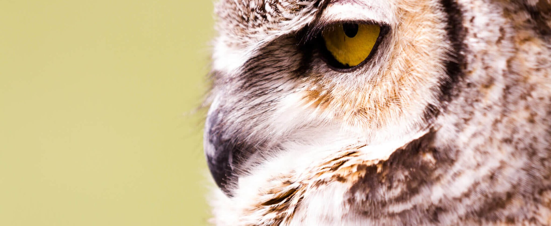 Festival of Owls Week (Mar 6th to Mar 8th) | Days Of The Year