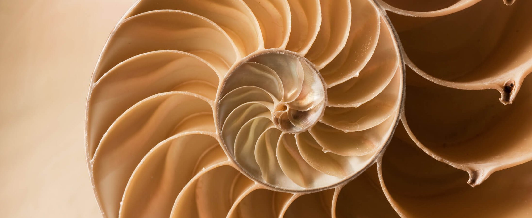 Fibonacci Day (November 23rd) | Days Of The Year