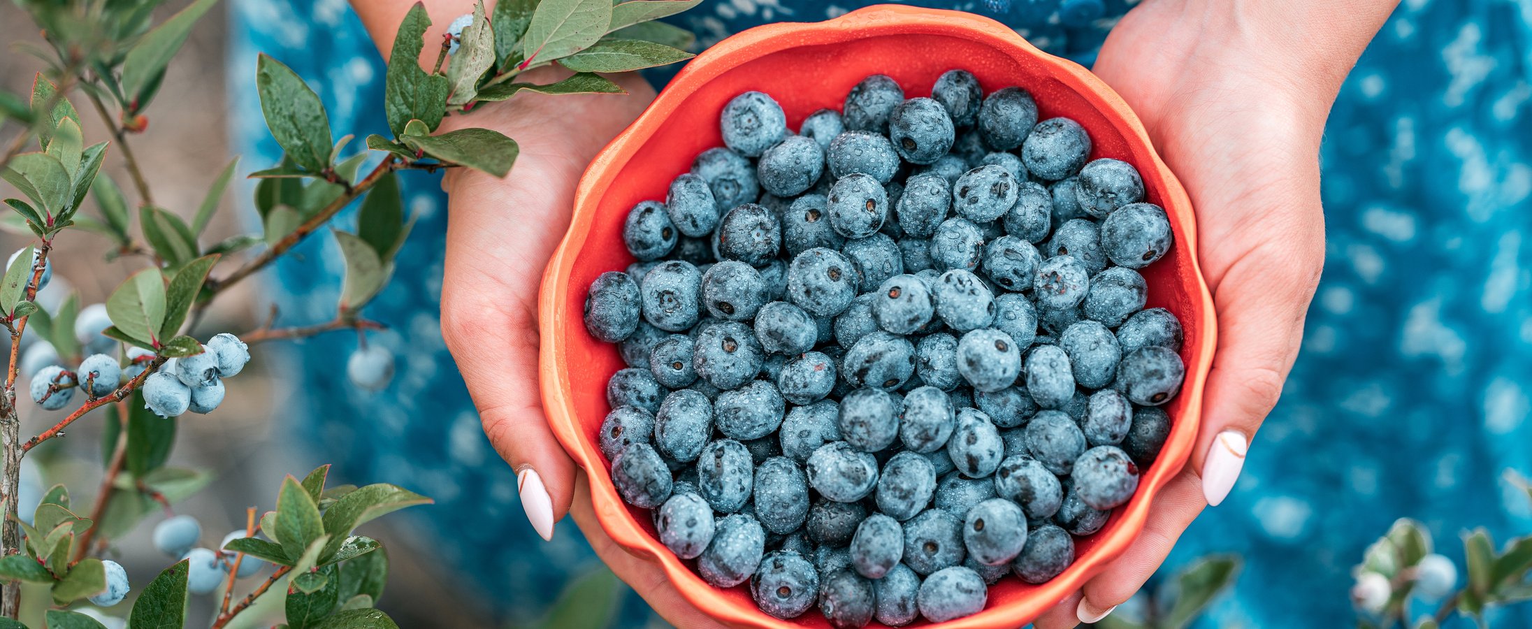 Georgia Blueberry Month (June 2026) | Days Of The Year