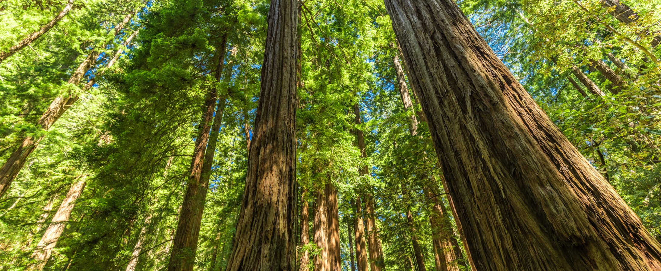 National Arbor Day (April 24th, 2026) | Days Of The Year