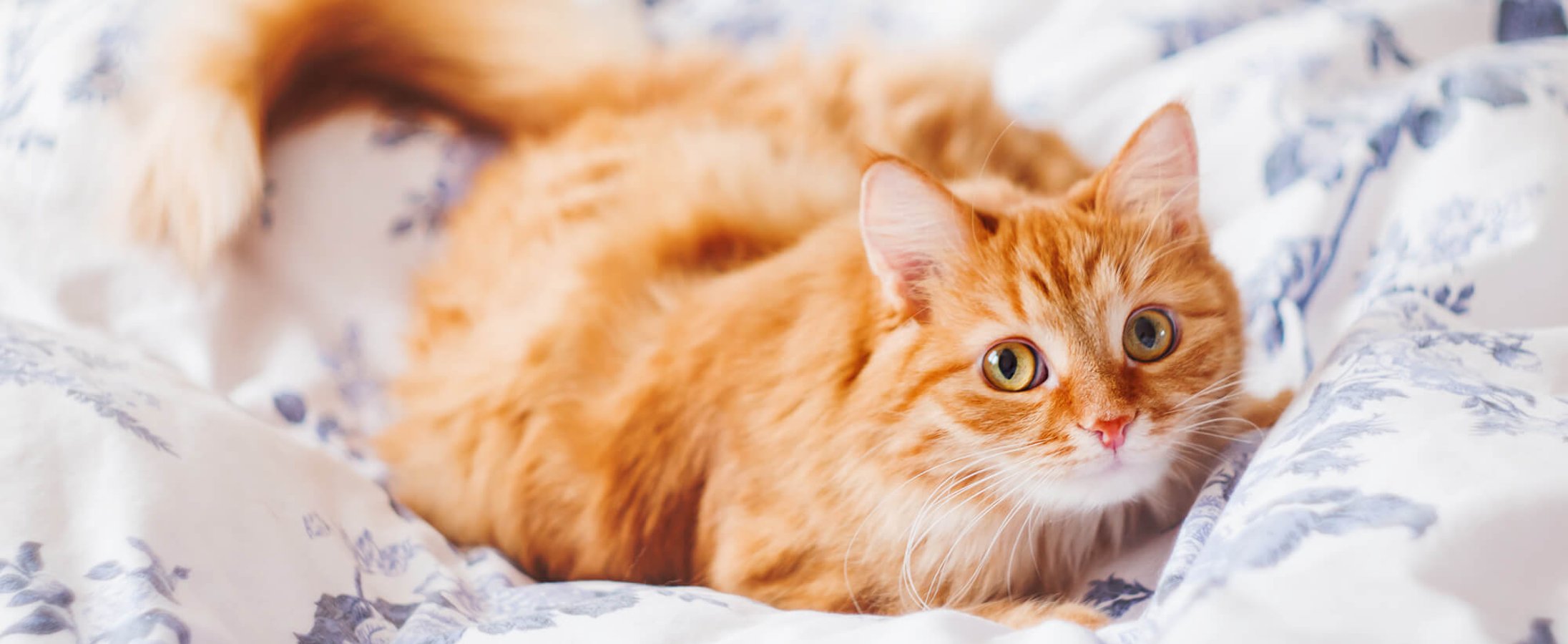 Ginger Cat Appreciation Day (September 1st) | Days Of The Year