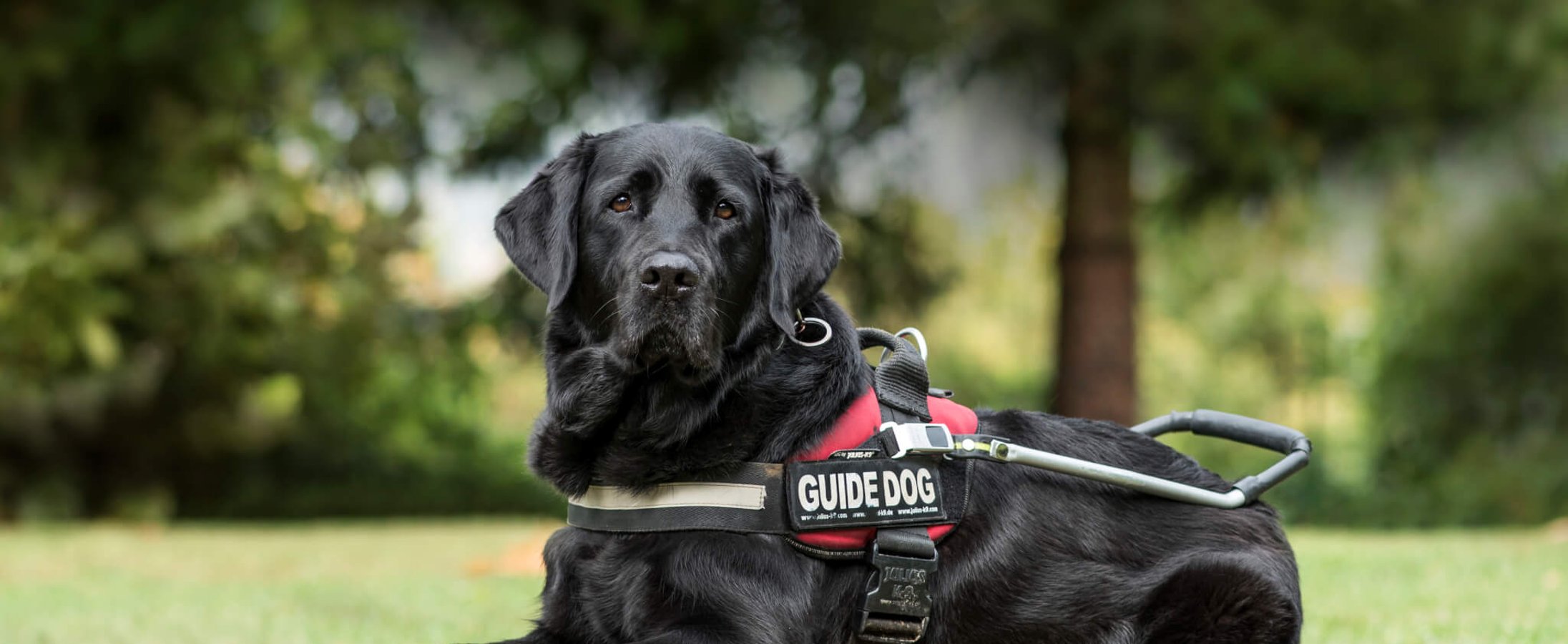 National Guide Dog Month (September 2025) | Days Of The Year