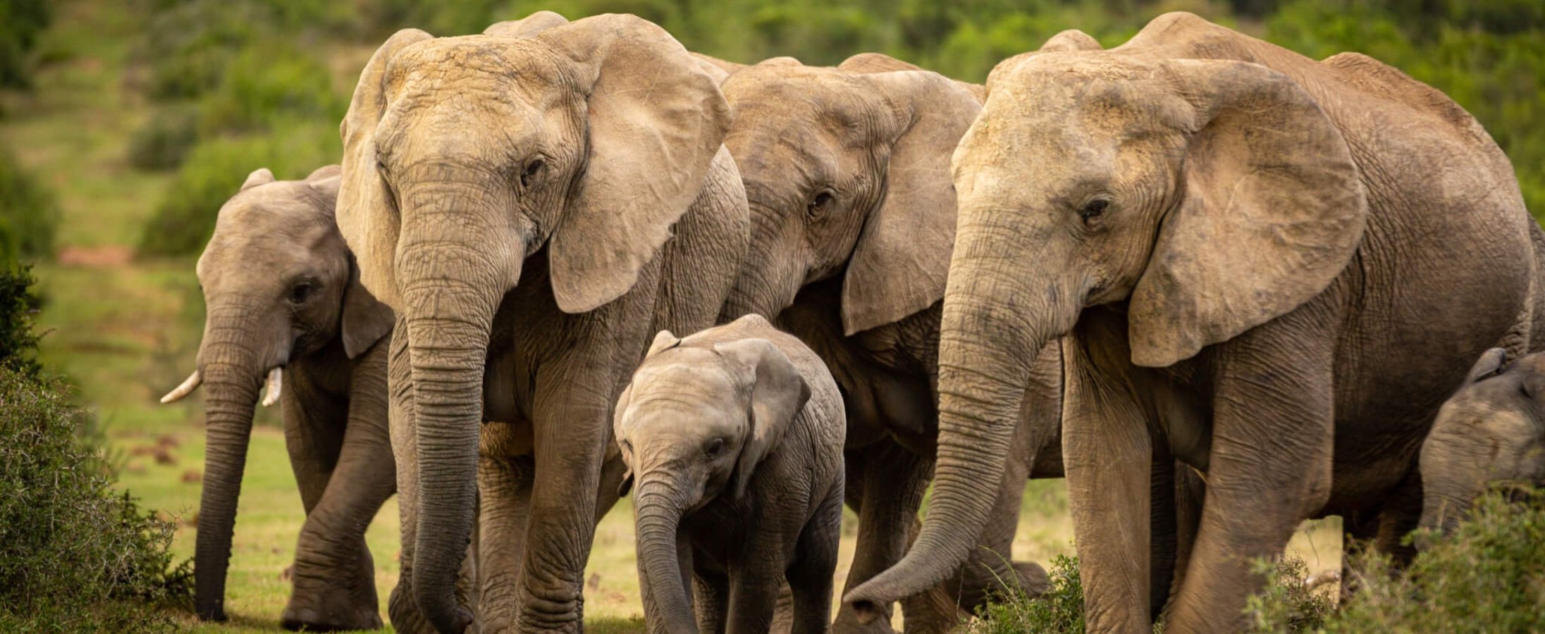 National Elephant Appreciation Day (September 22nd) | Days Of The Year