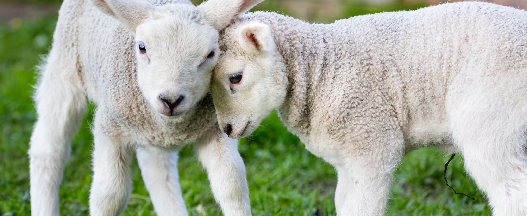 Hug A Sheep Day (October 25th, 2025) | Days Of The Year