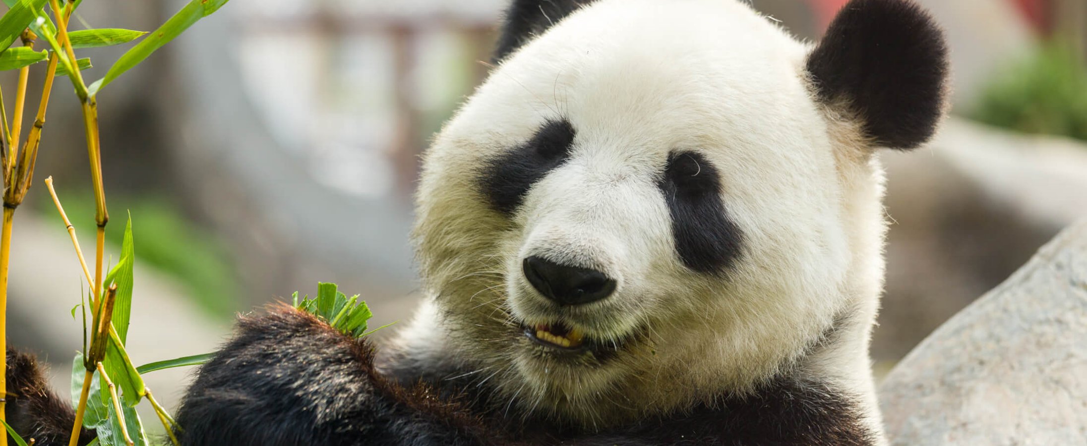 National Panda Day (March 16th) | Days Of The Year