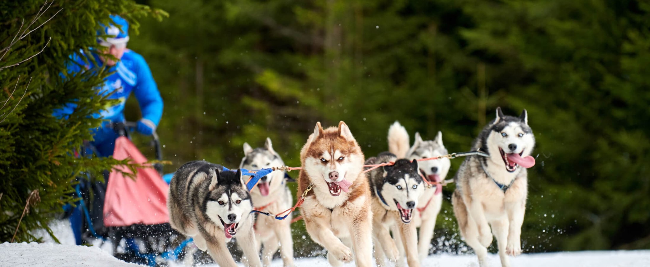 Iditarod Trail Sled Dog Race (March 7th, 2026) | Days Of The Year