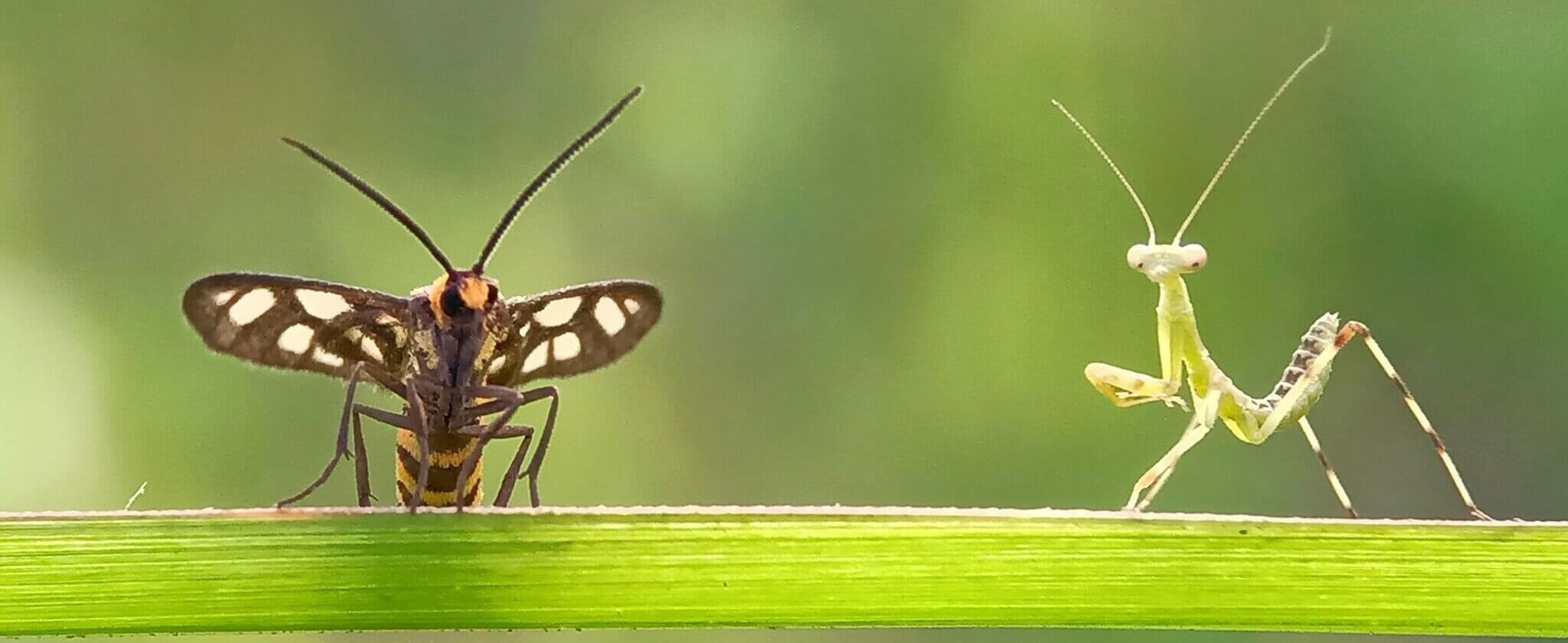 Insect Week (Jun 22nd to Jun 28th) | Days Of The Year