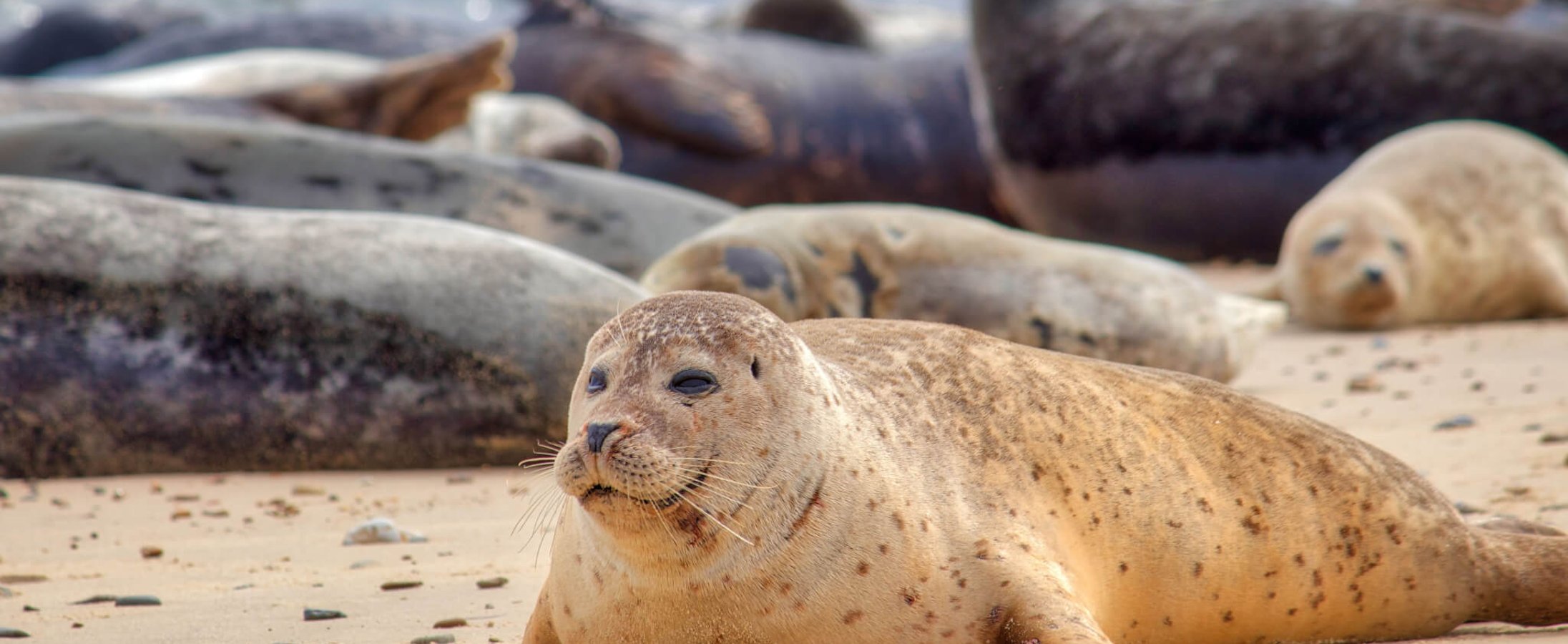 International Day of the Seal (March 22nd) | Days Of The Year
