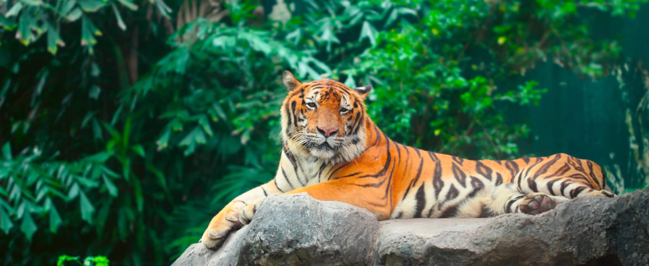 International Tiger Day (July 29th) | Days Of The Year