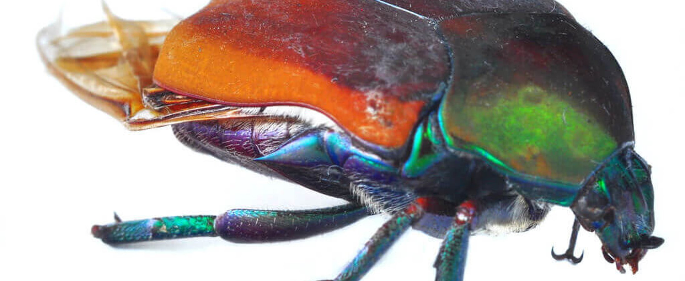 June Bug Day (June 7th) | Days Of The Year